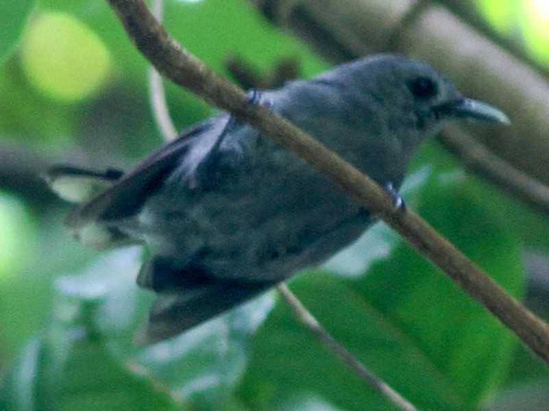 Vanikoro Monarch - eBird