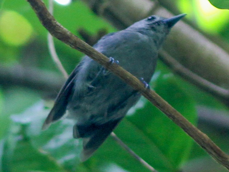 Vanikoro Monarch - eBird
