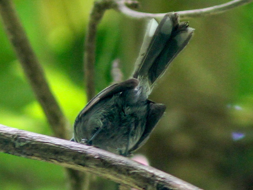 Vanikoro Monarch - eBird