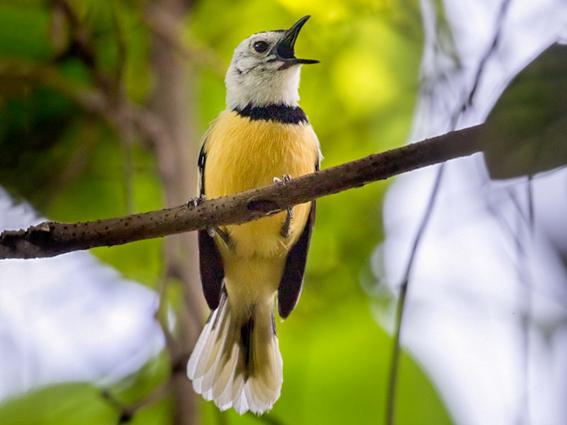 Buff-bellied Monarch - eBird