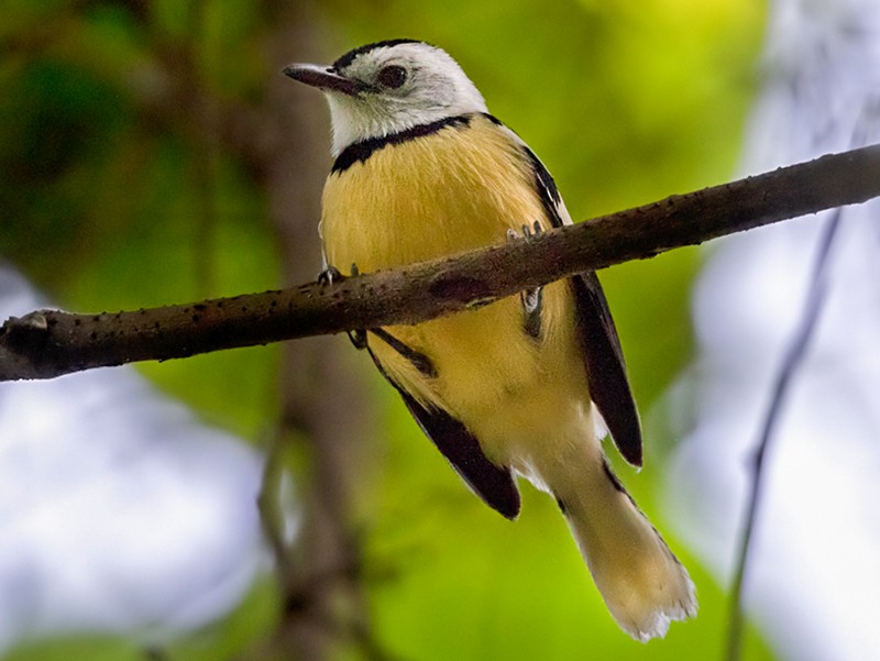 Buff-bellied Monarch - eBird