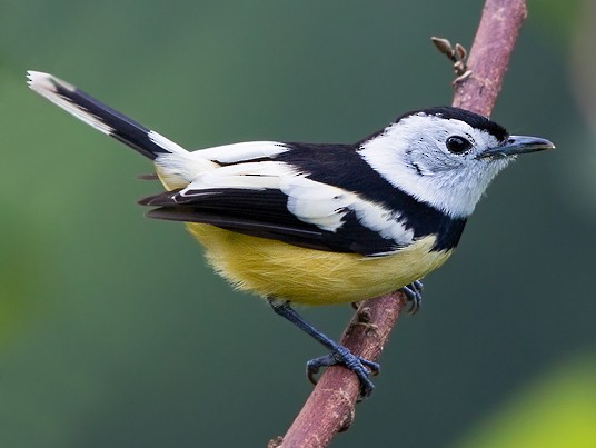 Buff-bellied Monarch - eBird