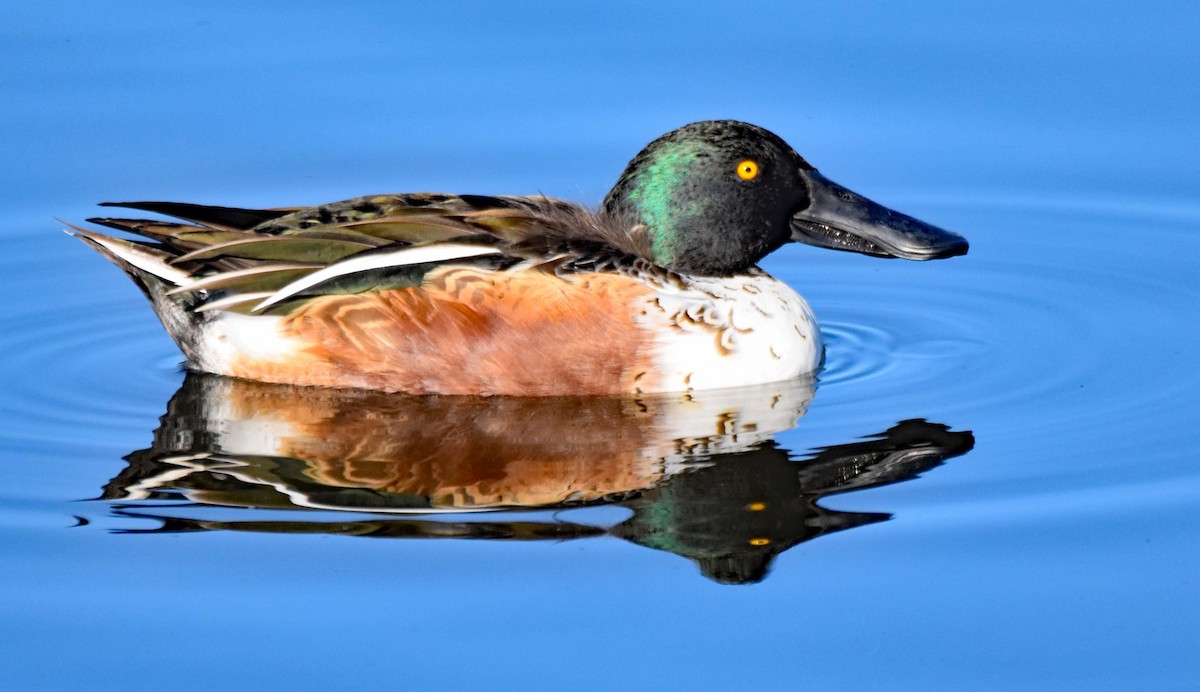 eBird Checklist - 31 Oct 2021 - Henderson Bird Viewing Preserve - 37 ...