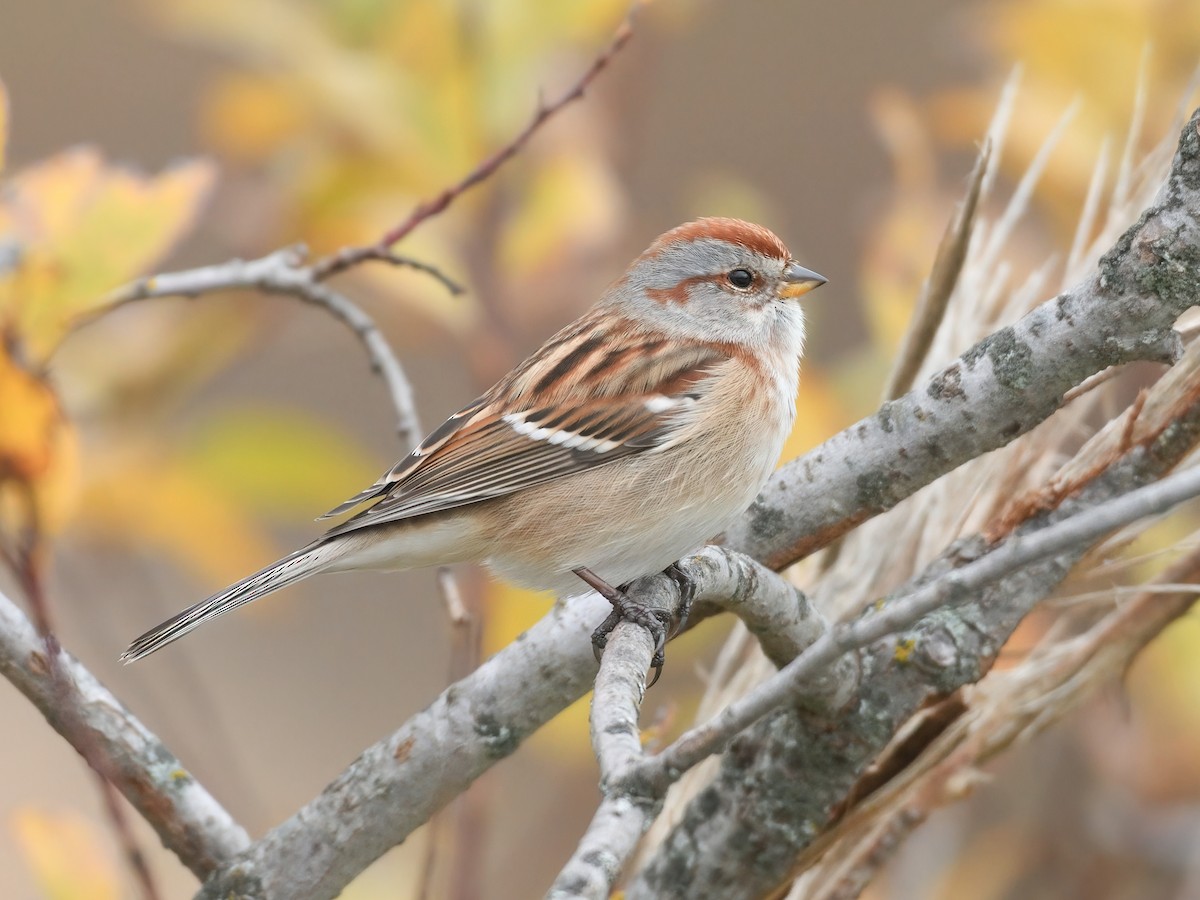 American Tree Sparrow - Spizelloides arborea - Birds of the World