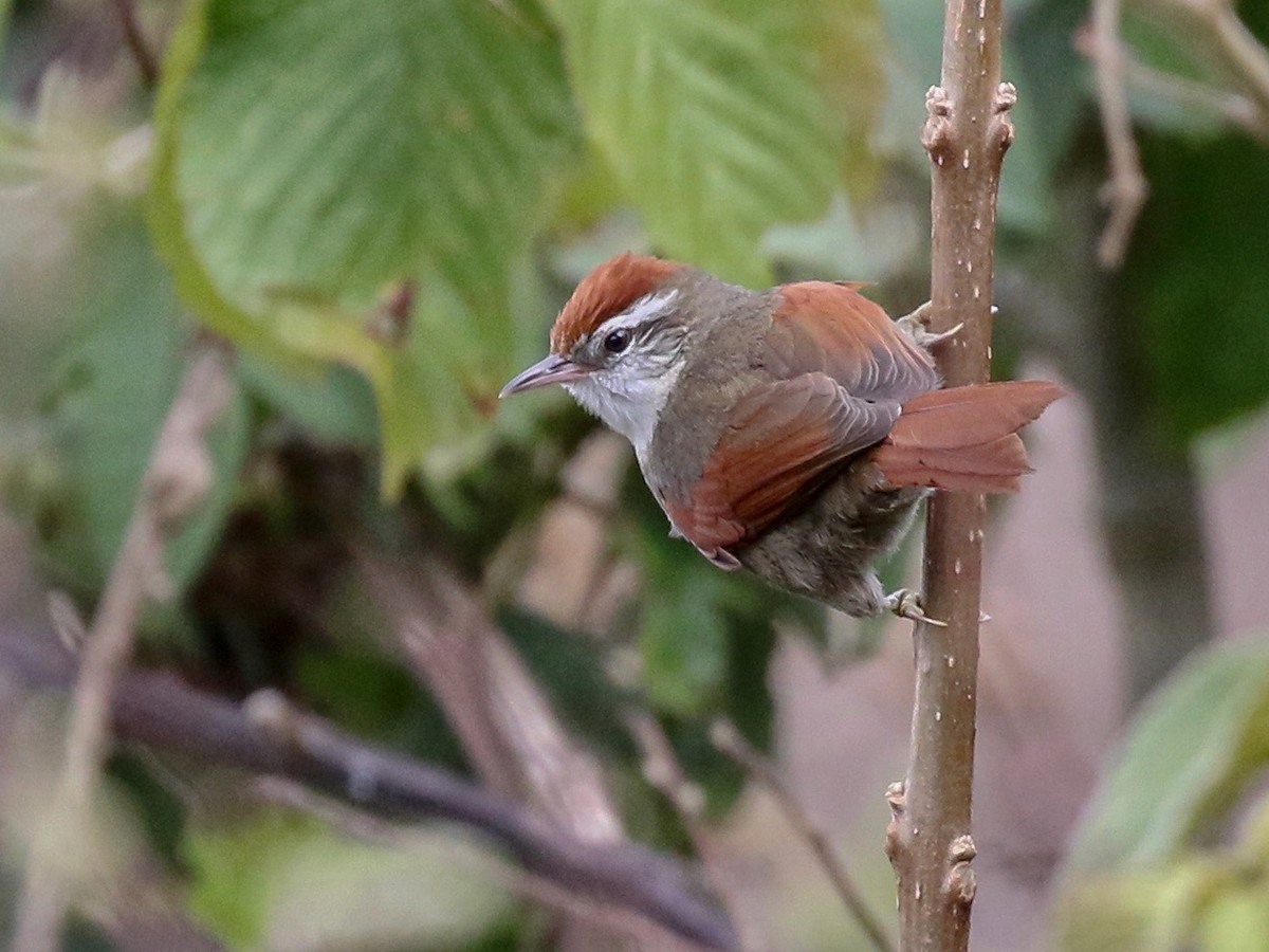 Line-cheeked Spinetail - Cranioleuca antisiensis - Birds of the World