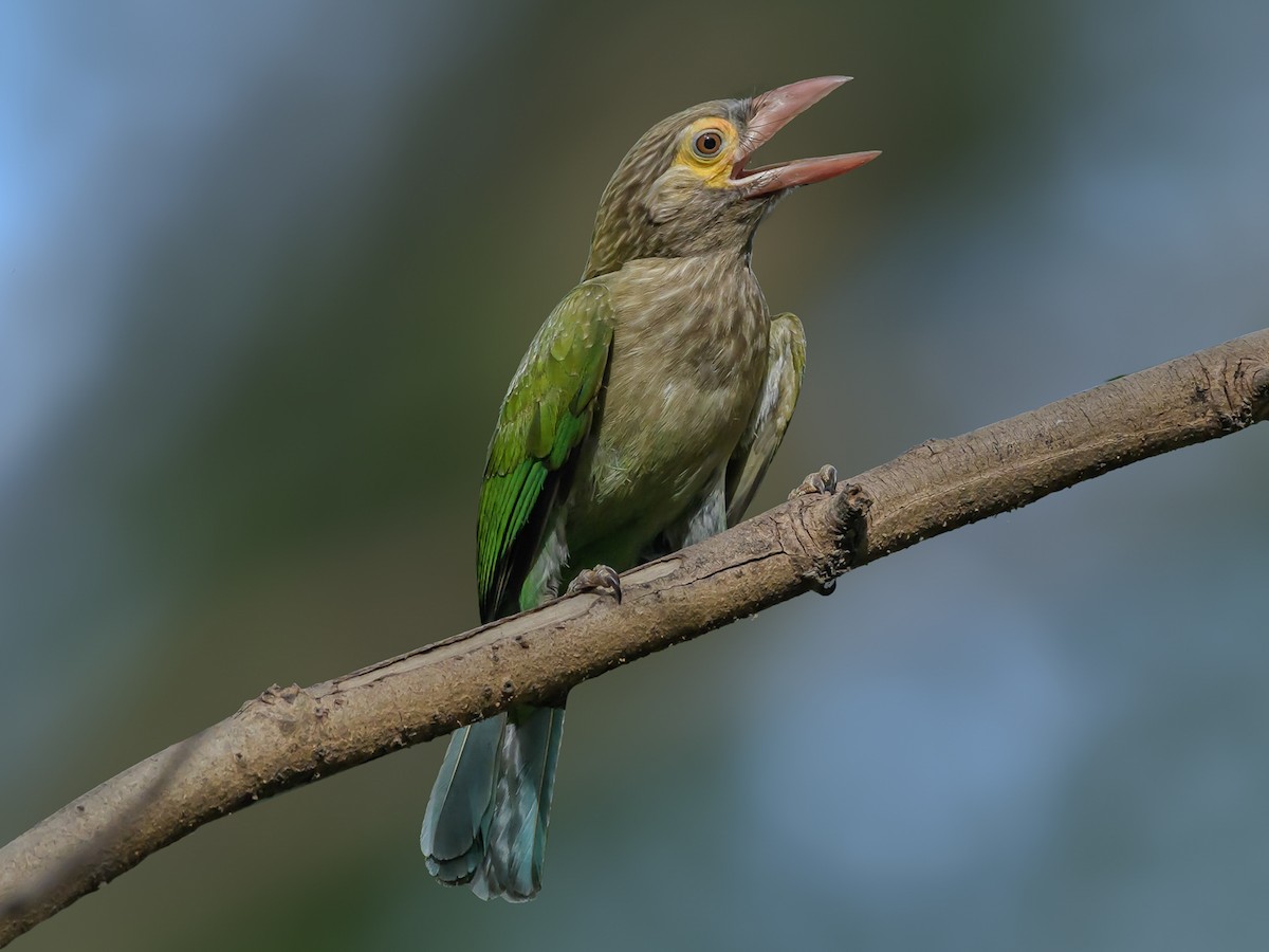Brown-headed Barbet - Psilopogon zeylanicus - Birds of the World