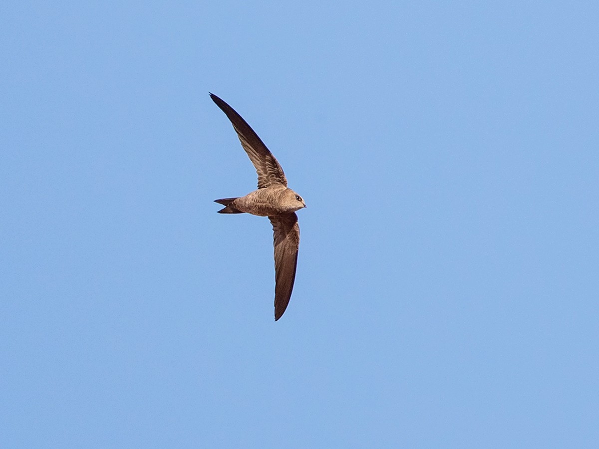 Bradfield's Swift - Apus bradfieldi - Birds of the World