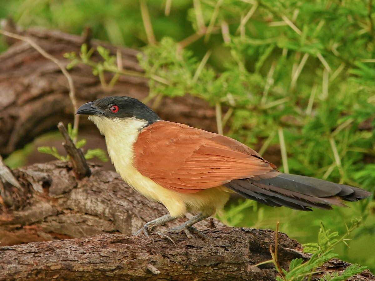 Senegal Coucal - Centropus senegalensis - Birds of the World