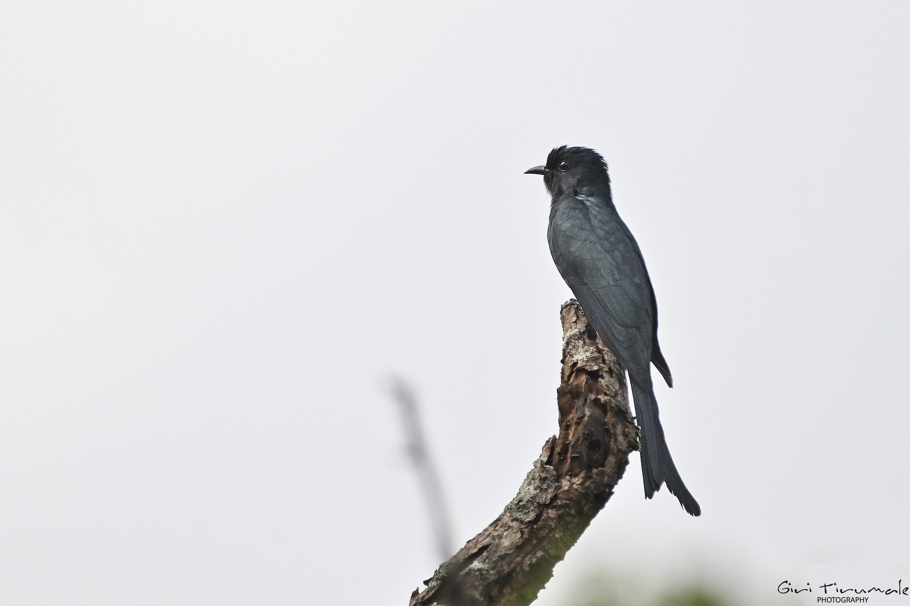 drongo sp. - eBird