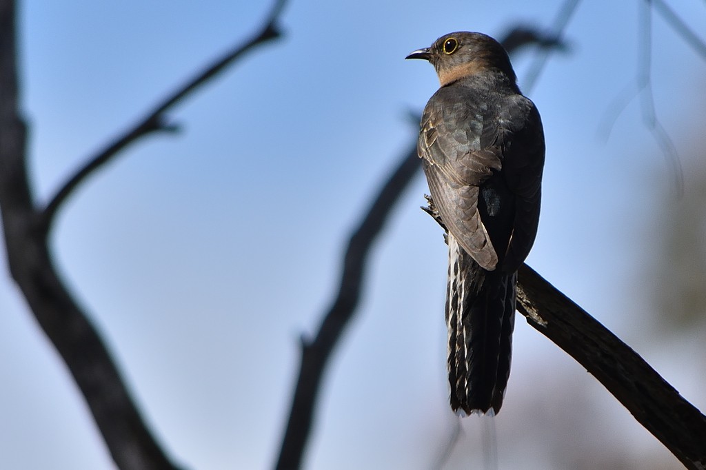 eBird Checklist - 26 Oct 2016 - Eurobodalla Regional Botanic Gardens ...