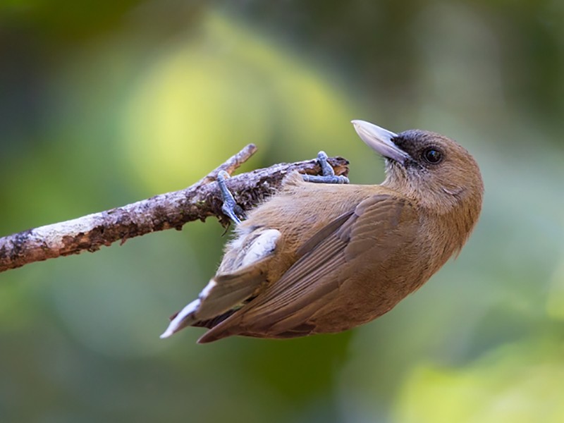 Southern Shrikebill - eBird