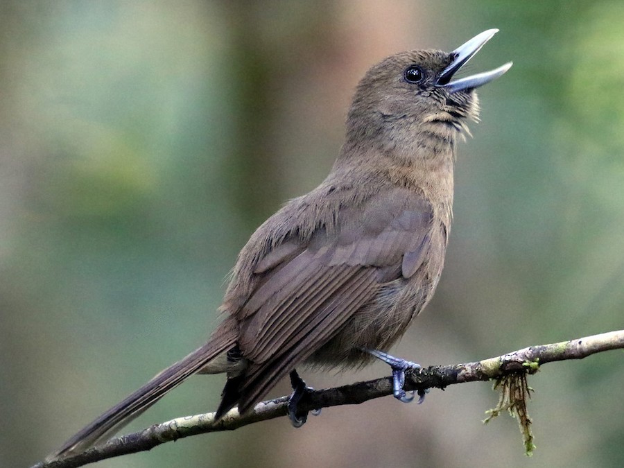 Southern Shrikebill - eBird