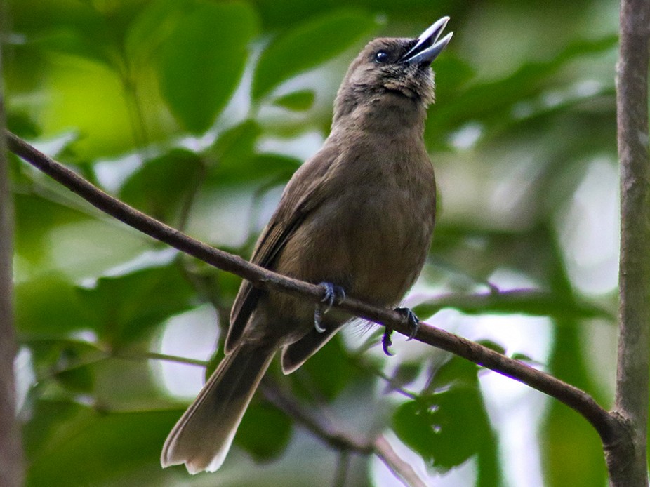 Southern Shrikebill - eBird