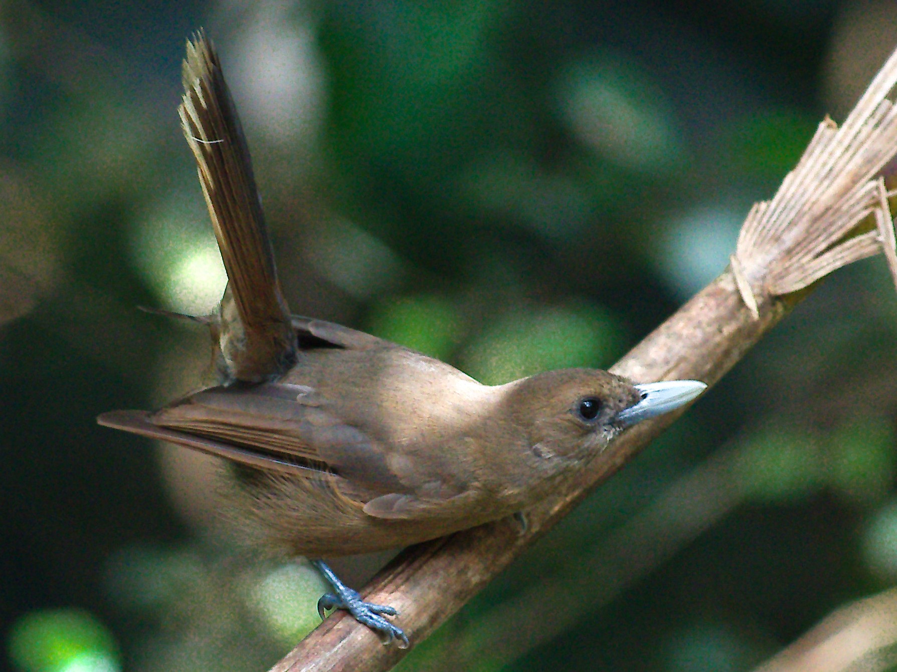 Southern Shrikebill - eBird
