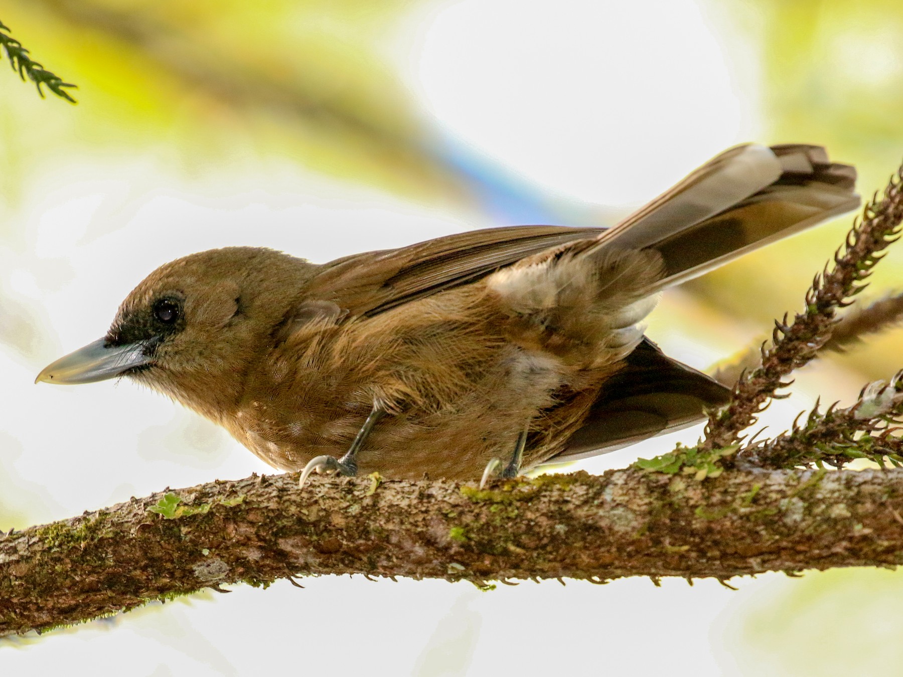 Southern Shrikebill - eBird