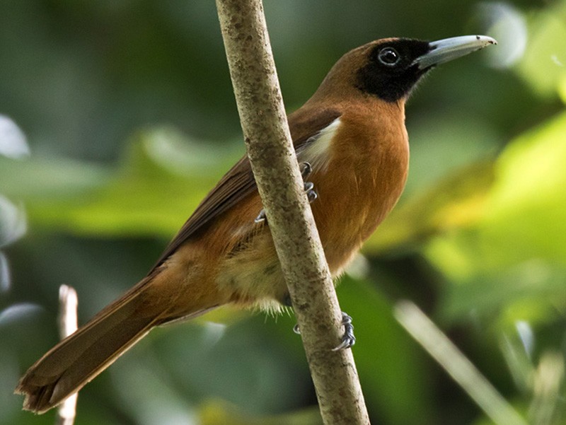 Rennell Shrikebill - eBird