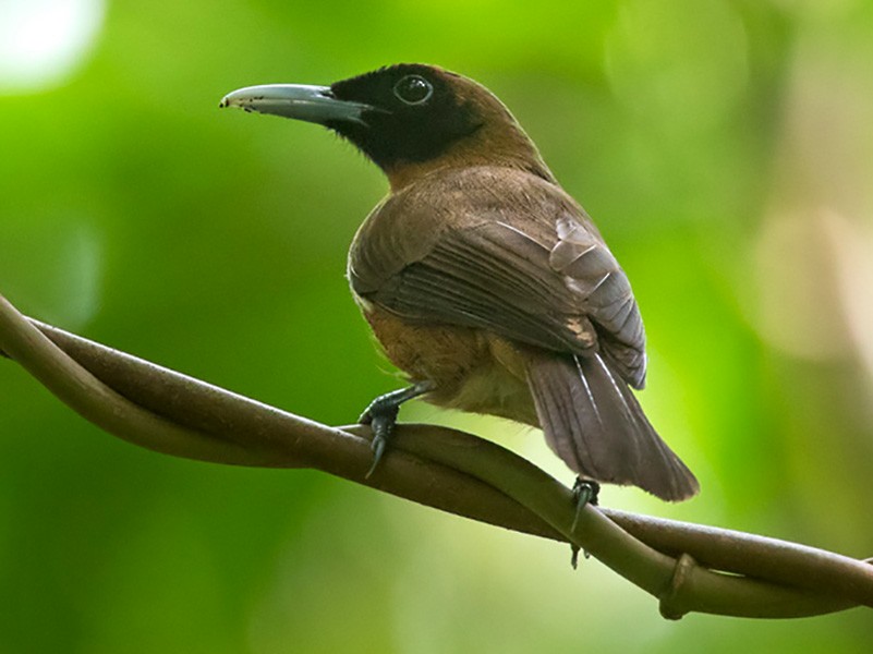 Rennell Shrikebill - eBird