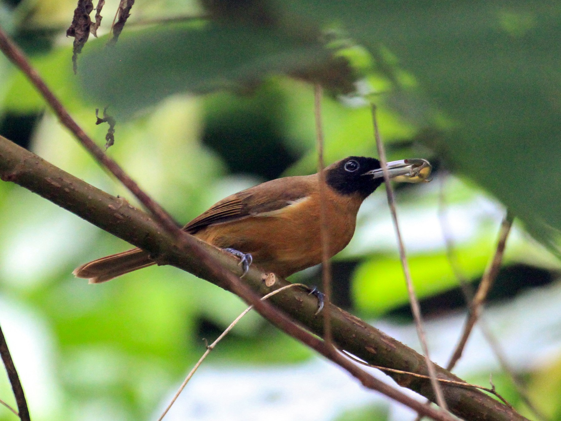 Rennell Shrikebill - eBird