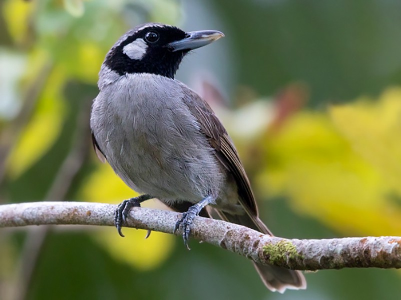 Black-throated Shrikebill - eBird