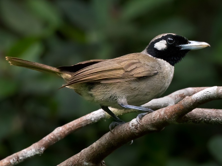 Black-throated Shrikebill - eBird