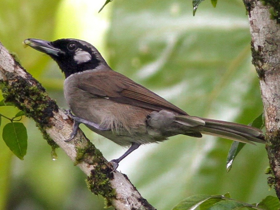 Black-throated Shrikebill - eBird