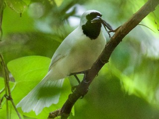 Chuuk Monarch - eBird