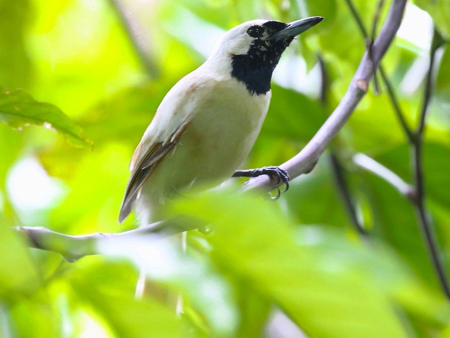 Chuuk Monarch - Metabolus rugensis - Birds of the World