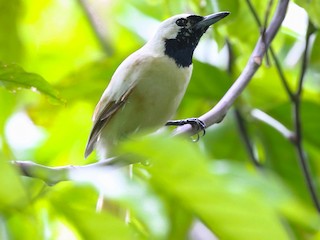 Chuuk Monarch - Metabolus rugensis - Birds of the World