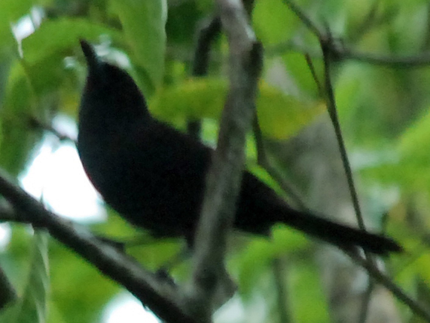 Chuuk Monarch - eBird