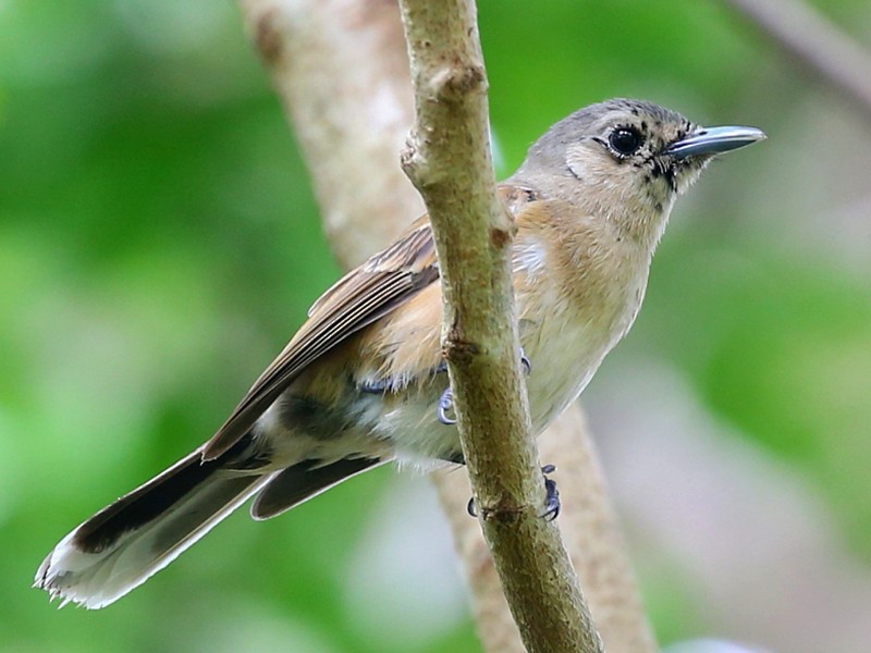 Yap Monarch - eBird