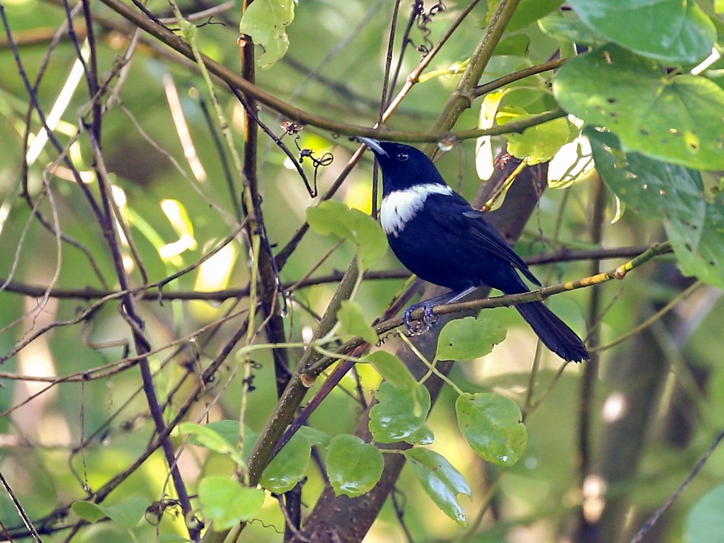 yap monarch - eBird