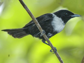 Yap Monarch - eBird