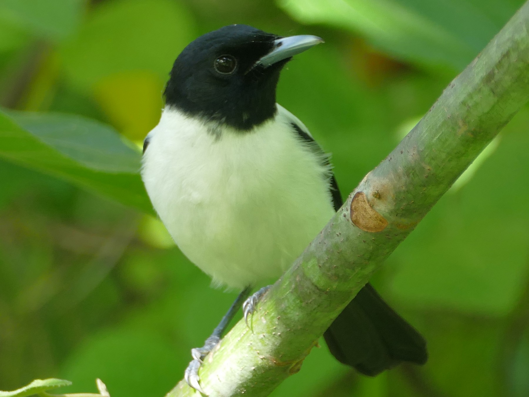 Yap Monarch - eBird
