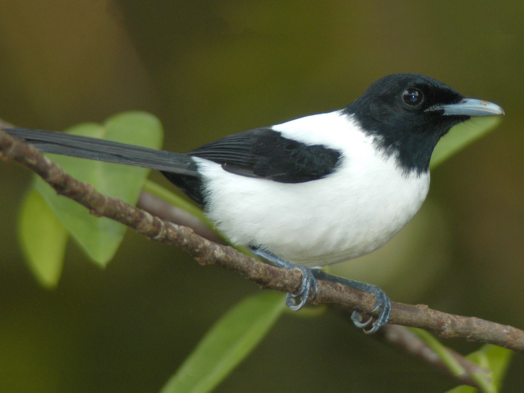 Yap Monarch - eBird
