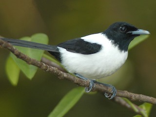 Yap Monarch - eBird