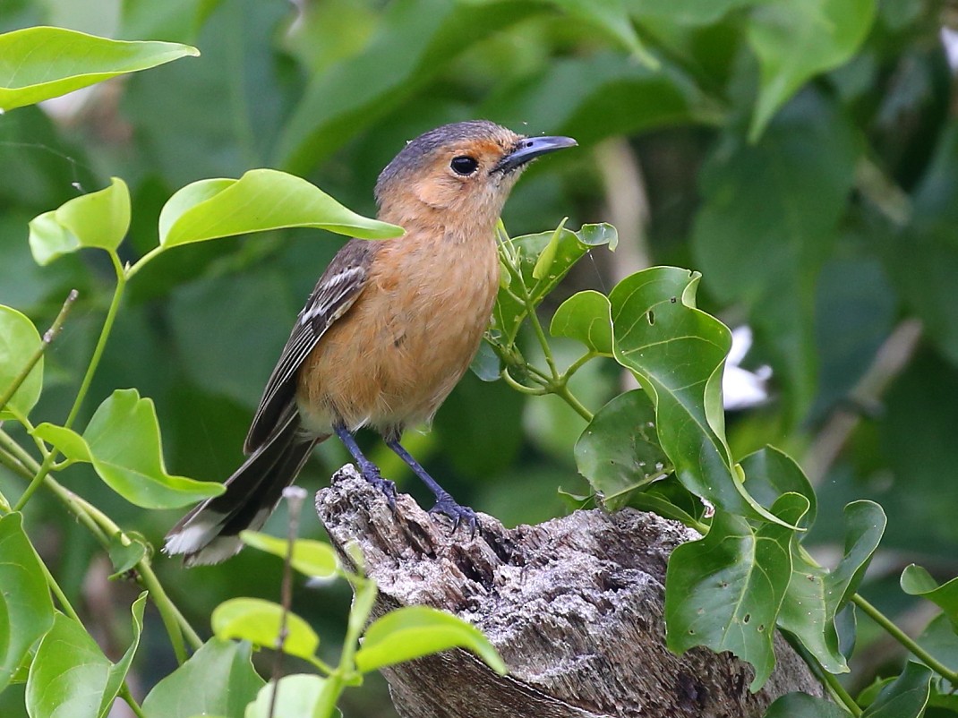 Tinian Monarch - eBird
