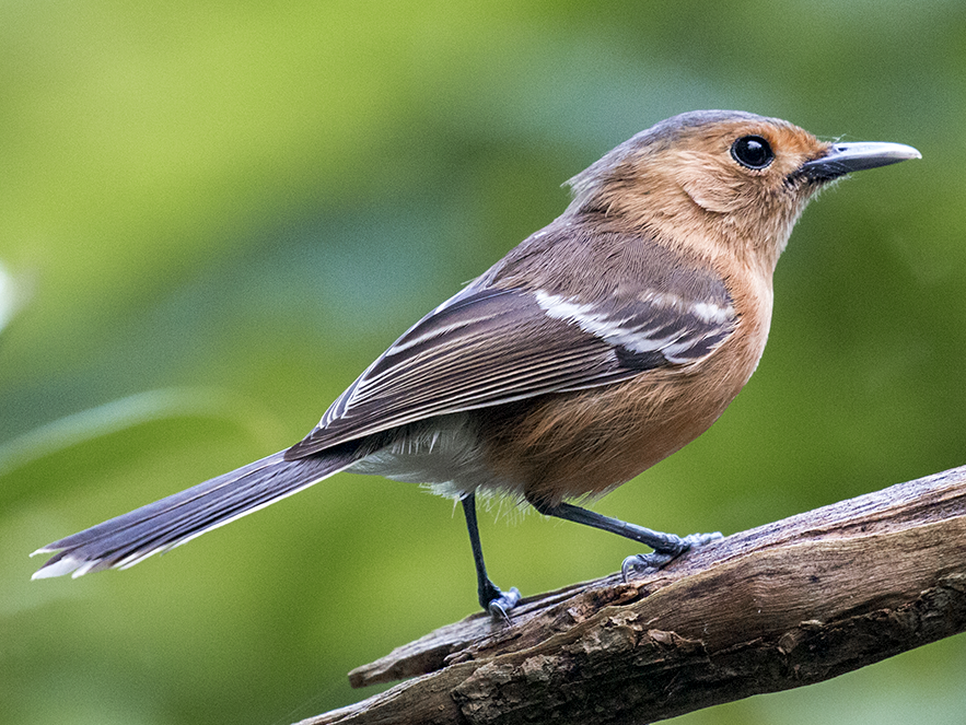 Tinian Monarch - eBird