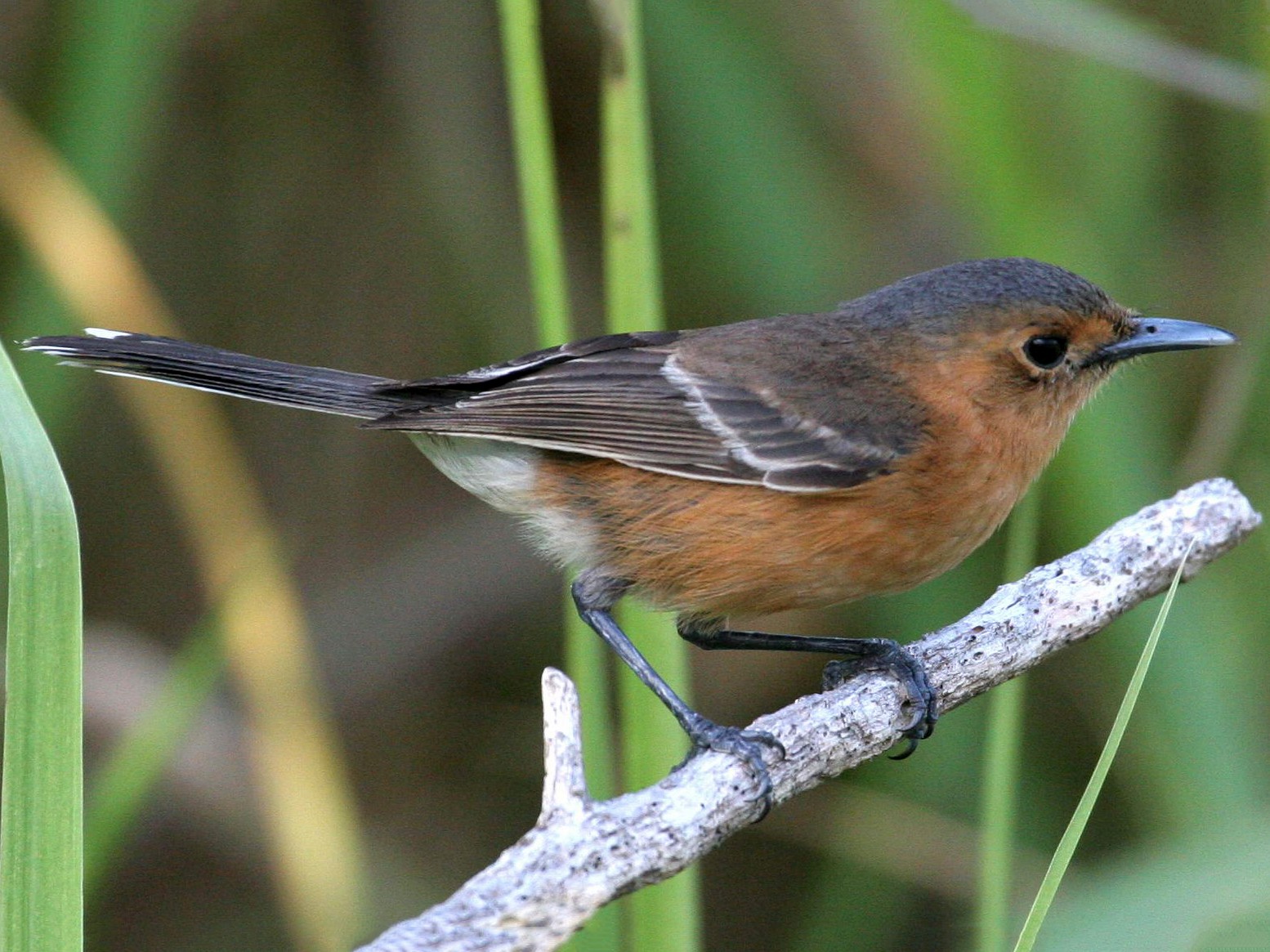 Tinian Monarch - eBird
