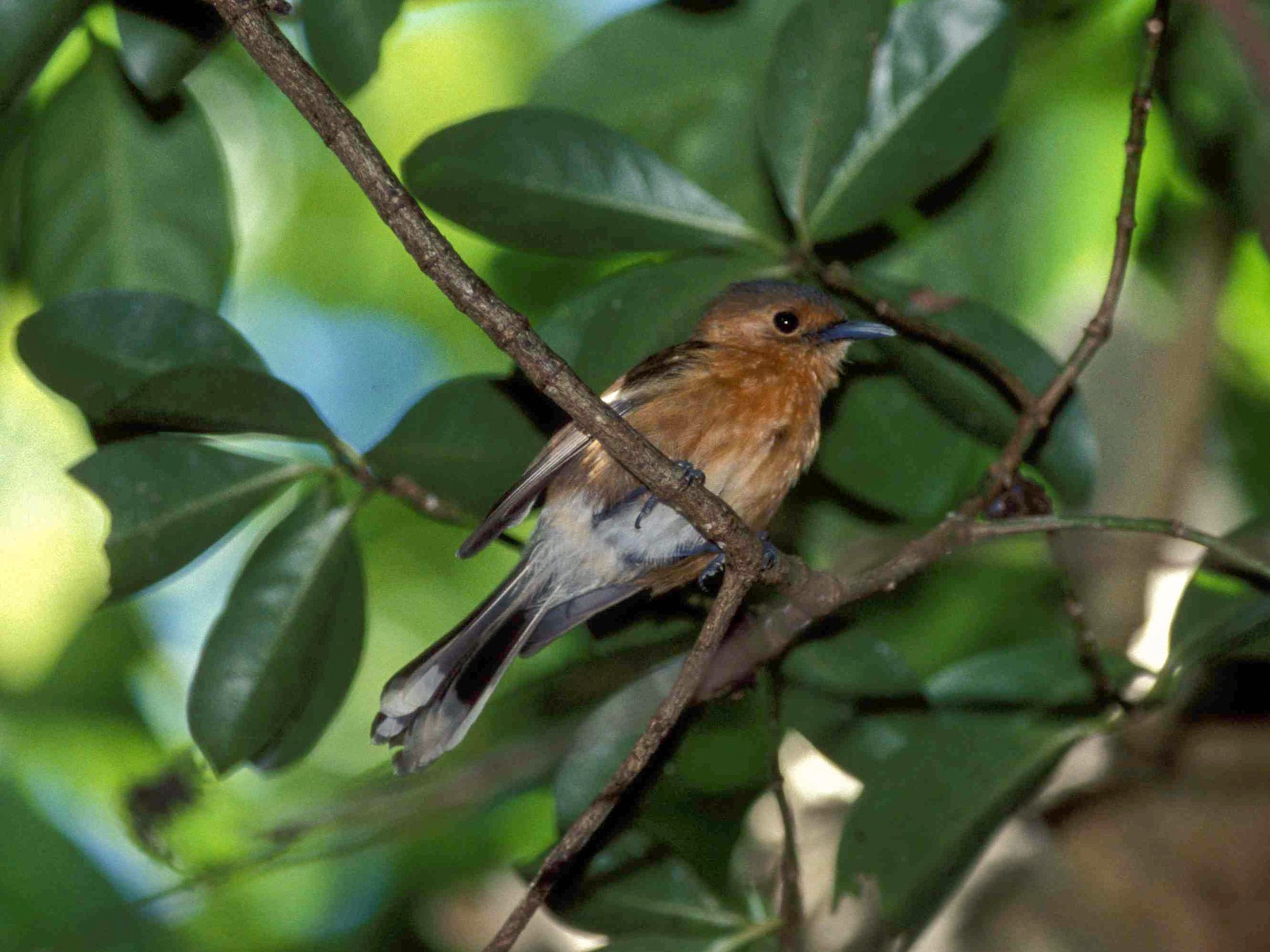 Tinian Monarch - eBird