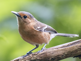 Tinian Monarch - eBird
