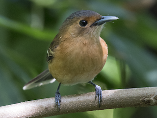 Tinian Monarch - eBird