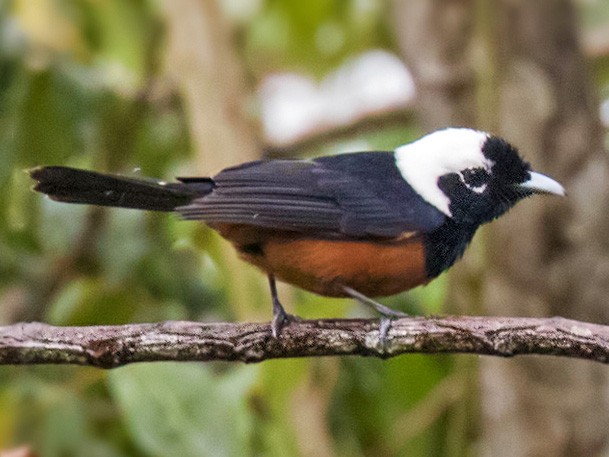 White-capped Monarch - Monarcha richardsii - Birds of the World