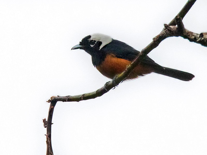 White-capped Monarch - eBird