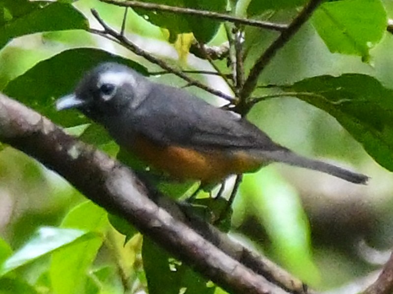 White-capped Monarch - eBird