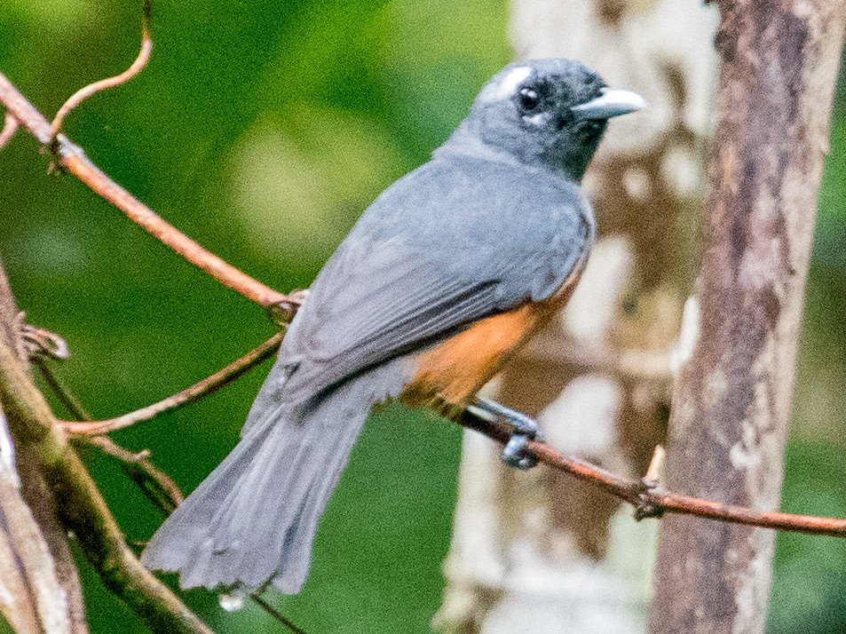 White-capped Monarch - eBird
