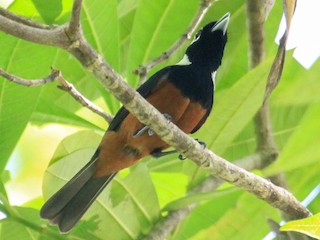 White-capped Monarch - eBird