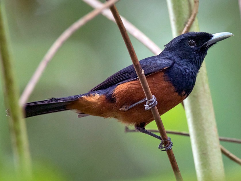 Chestnut-bellied Monarch - eBird