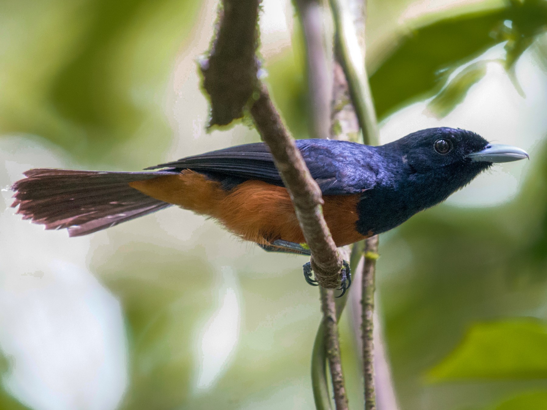Chestnut-bellied Monarch - eBird