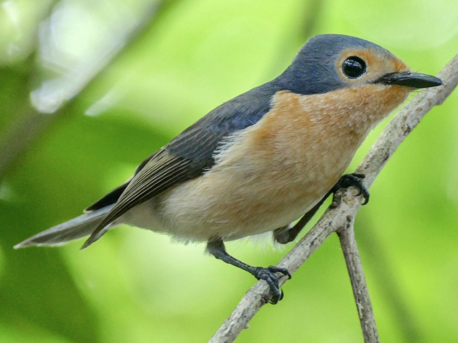 Palau Flycatcher - eBird