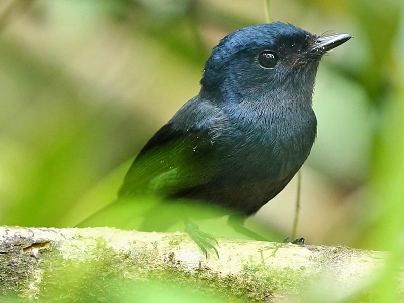 Pohnpei Flycatcher - Myiagra pluto - Birds of the World